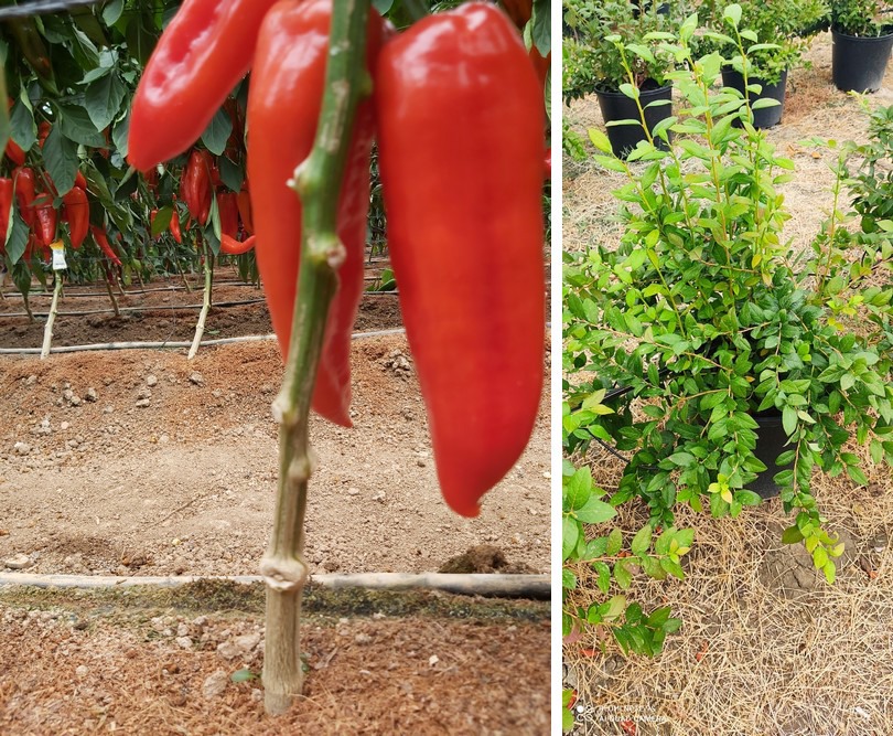 “Substrate enriched with organic compost offers powerful nutritional ...