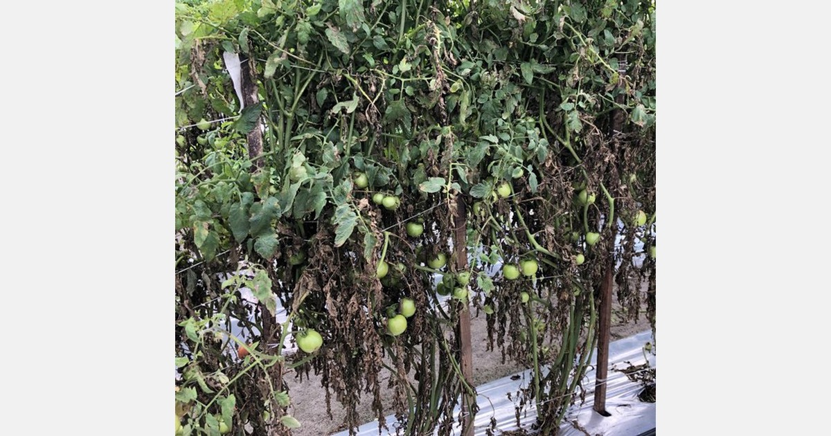 US (FL): Univeristy researchers find tomato plants resistant to ...