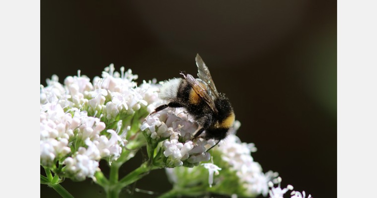 "No bumblebees in our greenhouse"