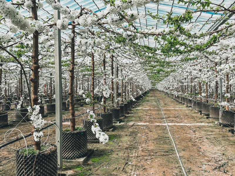 Smart monitoring system behind success of cherry greenhouse