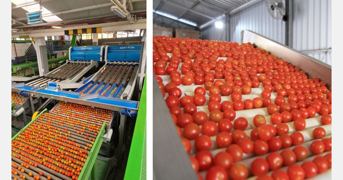 "New tomato varieties bring new challenges in processing"