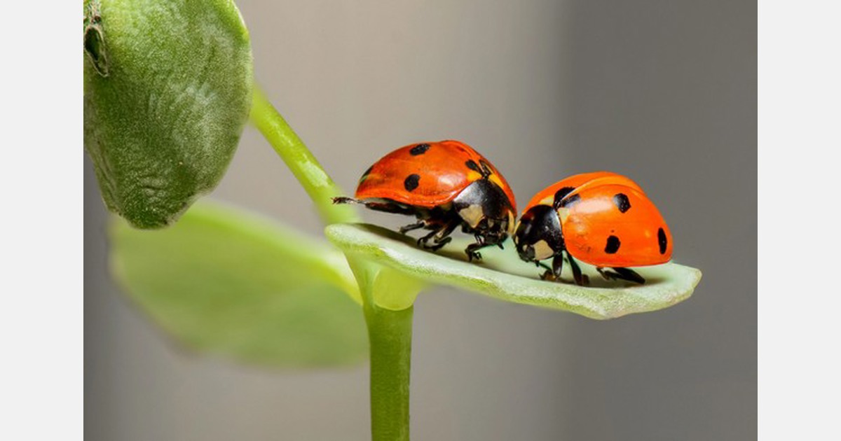 The role of beneficial insects in pest control