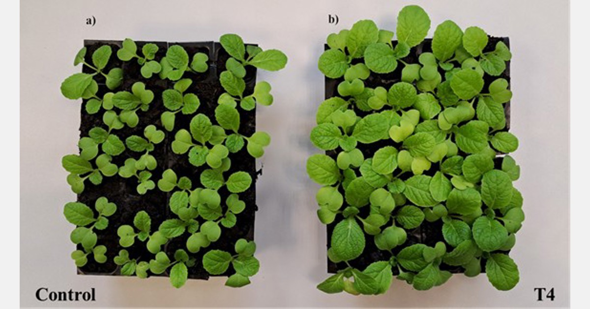 The use of microorganisms in the plant’s production