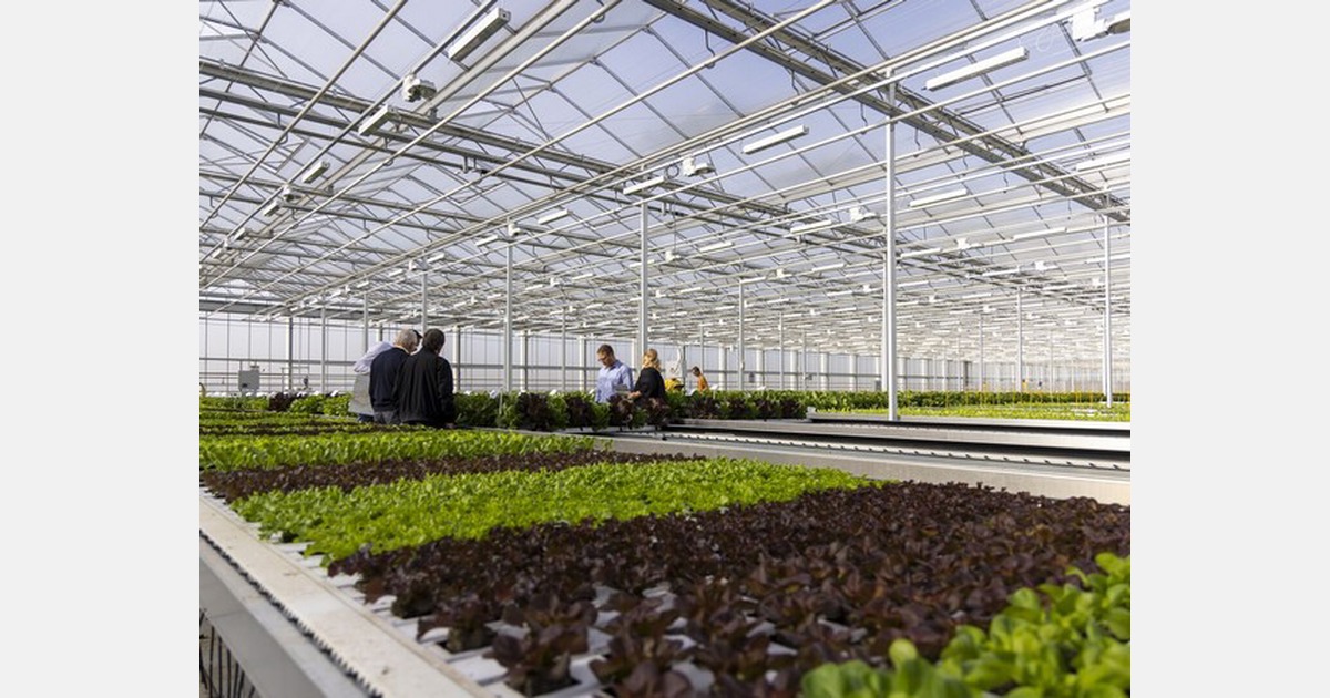 Salatrio: Rijk Zwaan demo reveals five insights