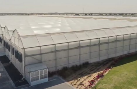 Setting up an Arabica coffee greenhouse in the UAE