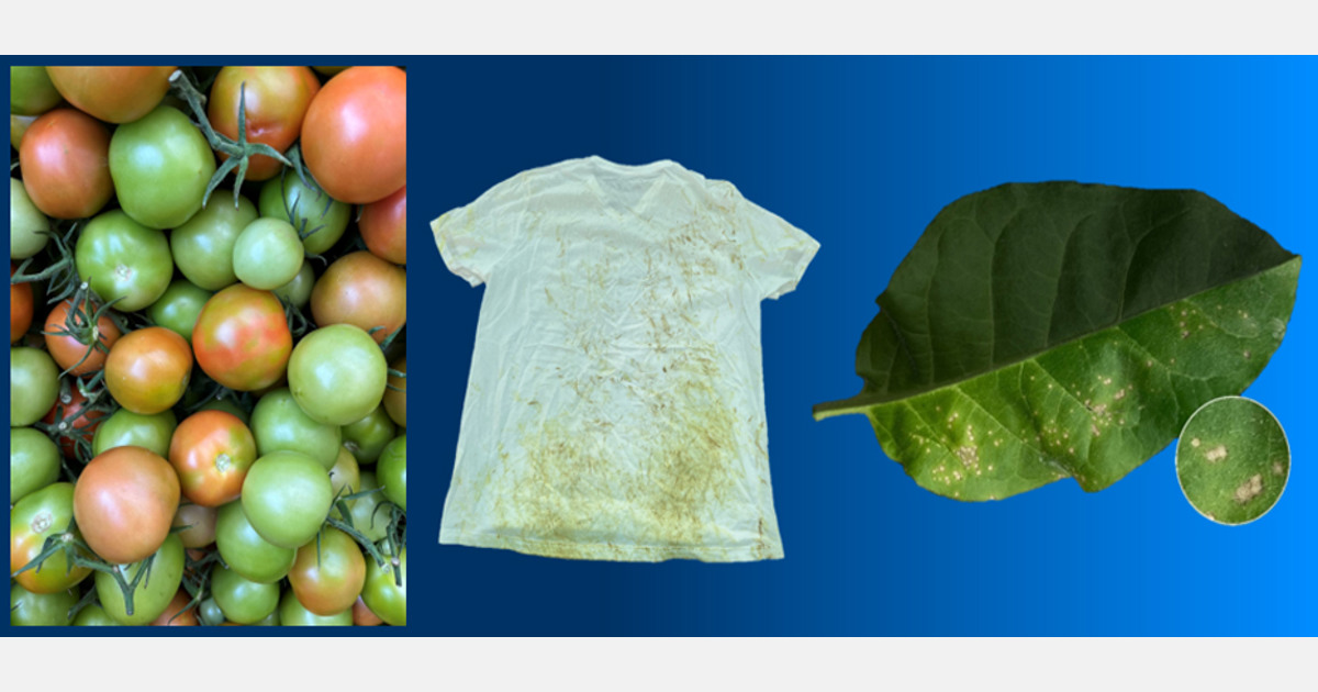 Can clothes contribute to the spread of ToBRFV?