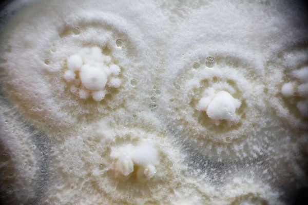 Roots Growers positive about Mycotal’s effectiveness against whitefly