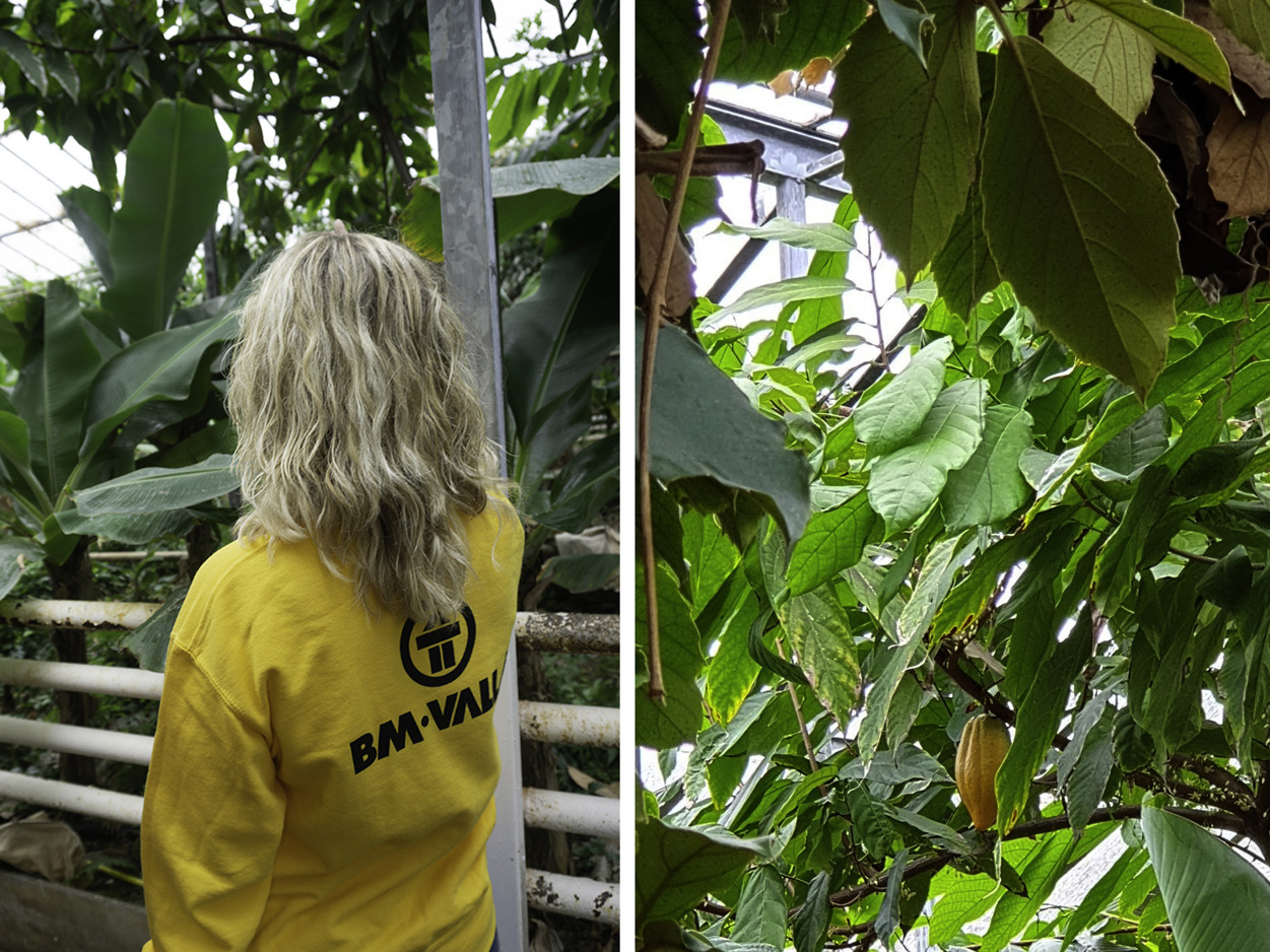 It's not just bananas in this Icelandic greenhouse