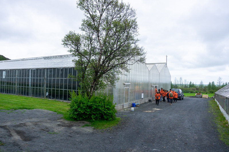It's not just bananas in this Icelandic greenhouse