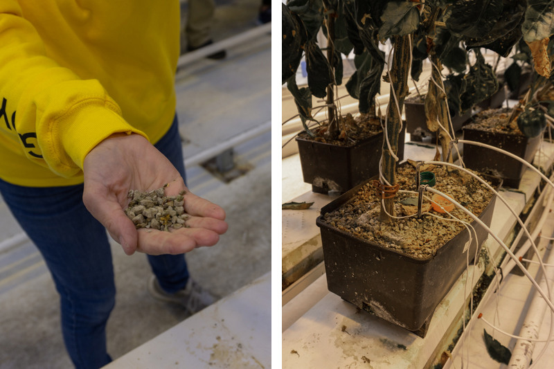 It's not just bananas in this Icelandic greenhouse