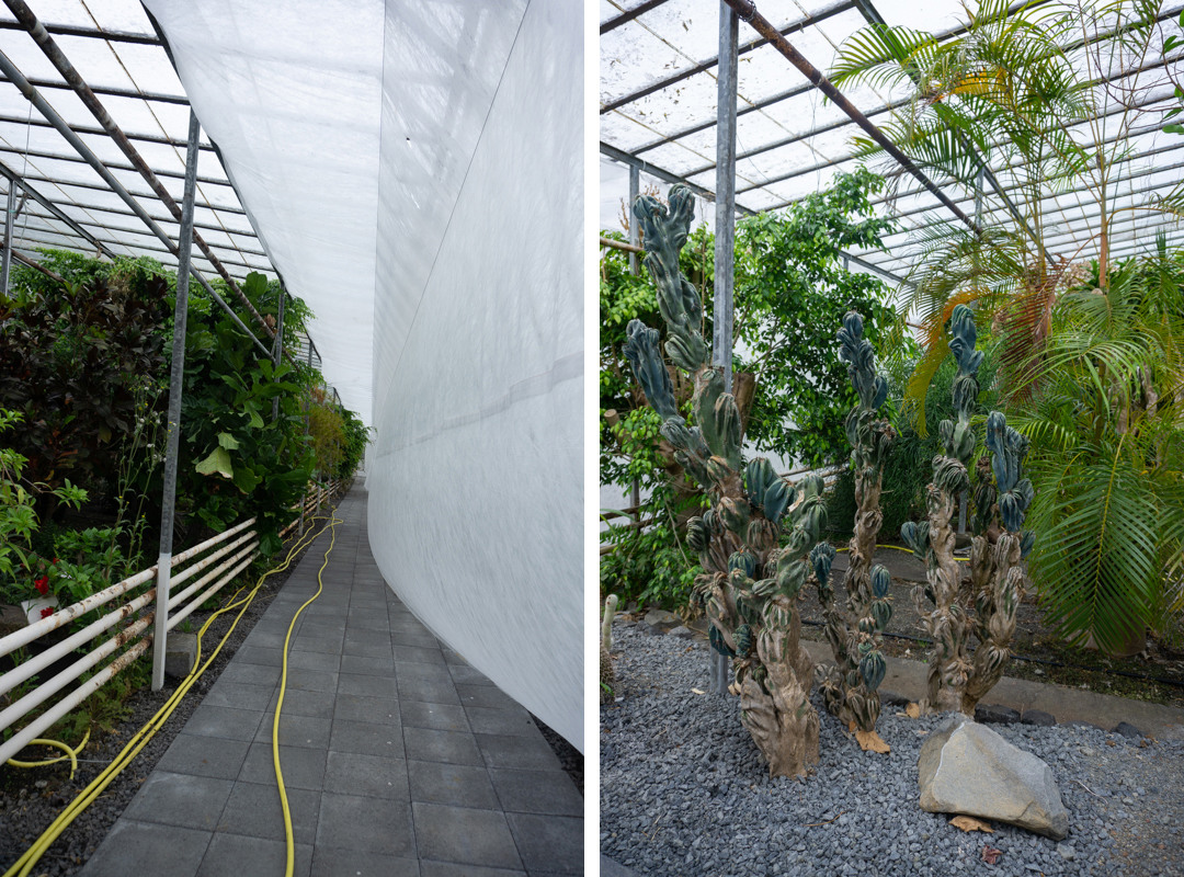 It's not just bananas in this Icelandic greenhouse