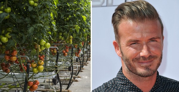 Grower in the Spotlight