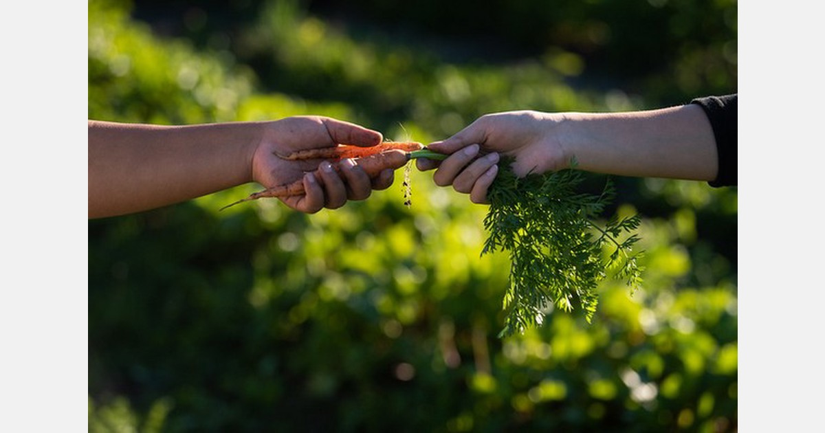 UN issues guide to sustainable transformation of food system