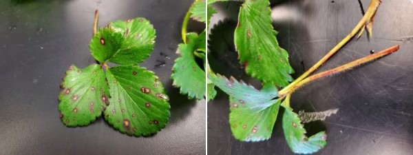 Identifying and controlling common leaf spot in strawberry
