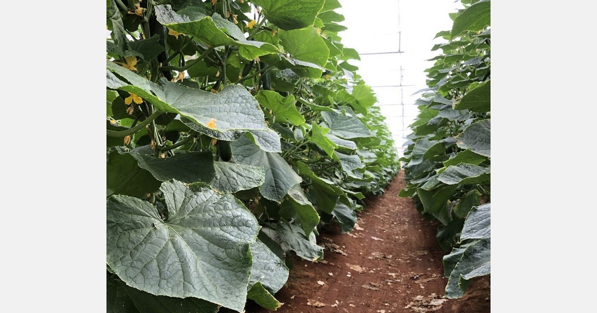 Rijk Zwaan expands cucumber portfolio