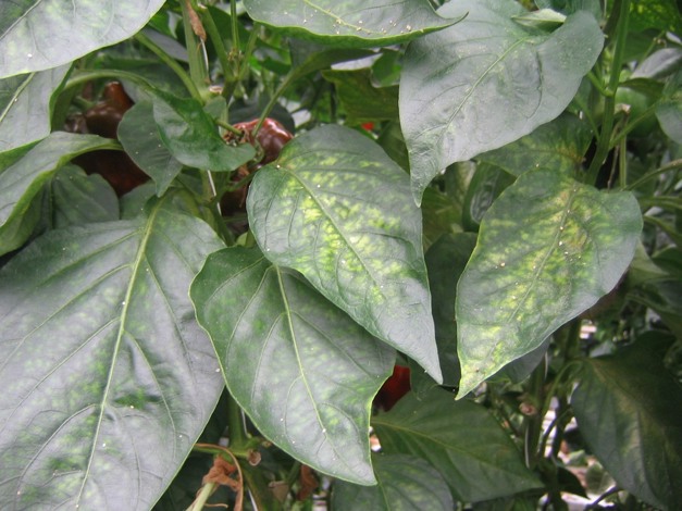 Biological control of spider mites in peppers with Phytoseiulus-System