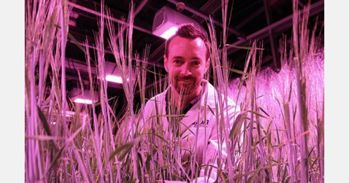 The roll of AI in breeding