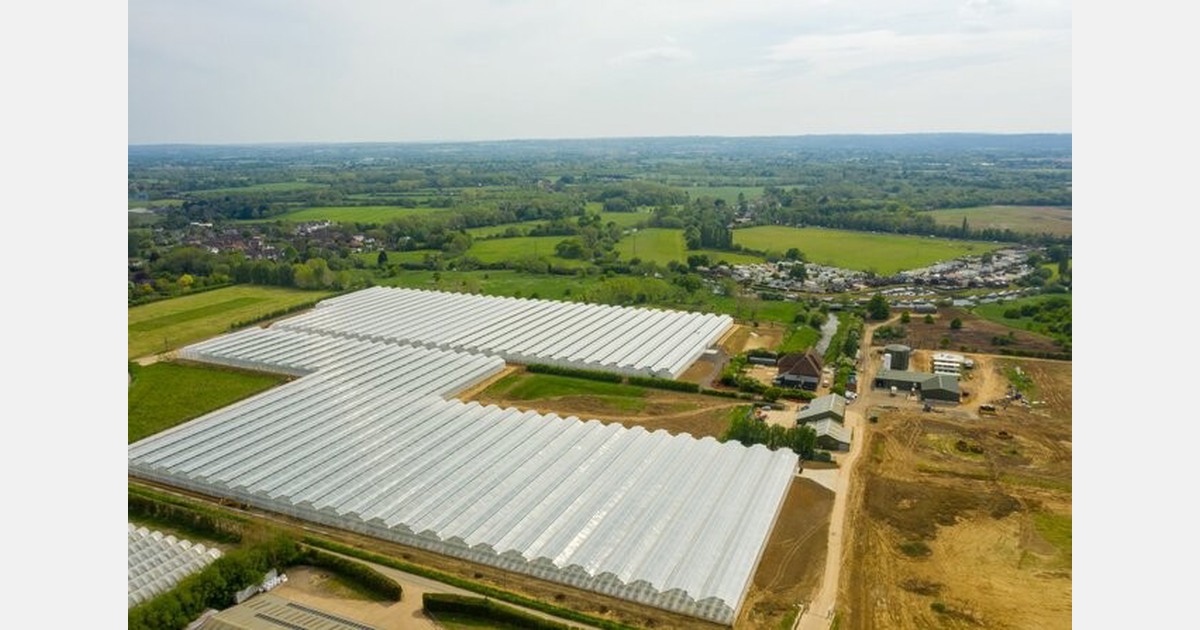 UK: Raspberry greenhouse uses heat from river to achieve consistent ...
