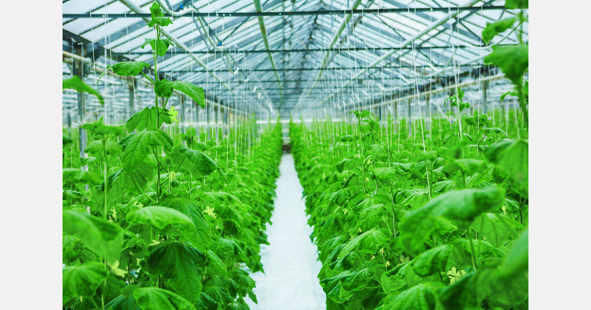 US (PA): Four Growers robot expanded to harvest cucumbers