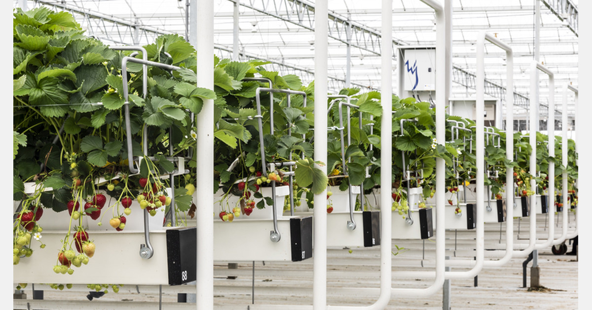 Strawberry defect identification using deep learning infrared–visible ...