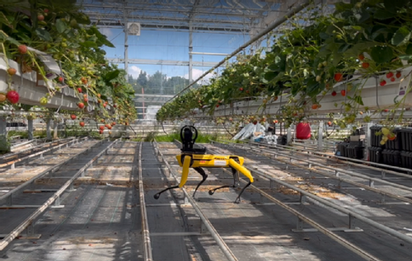 Robocrop: The robot assistants helping farmers to increase productivity