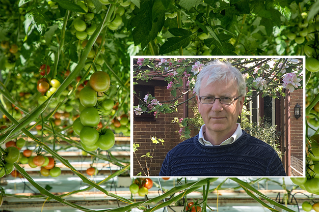 “UK production of tomatoes will bounce back over the next few years”