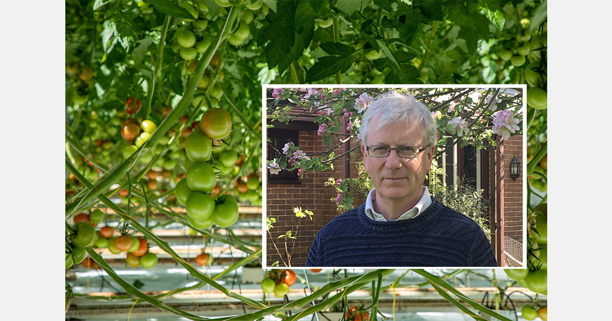 “UK production of tomatoes will bounce back over the next few years”