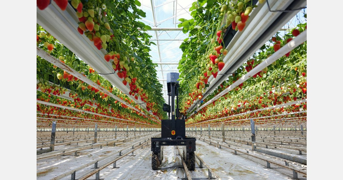 UK: Berry grower signed agreement to deploy farm robots