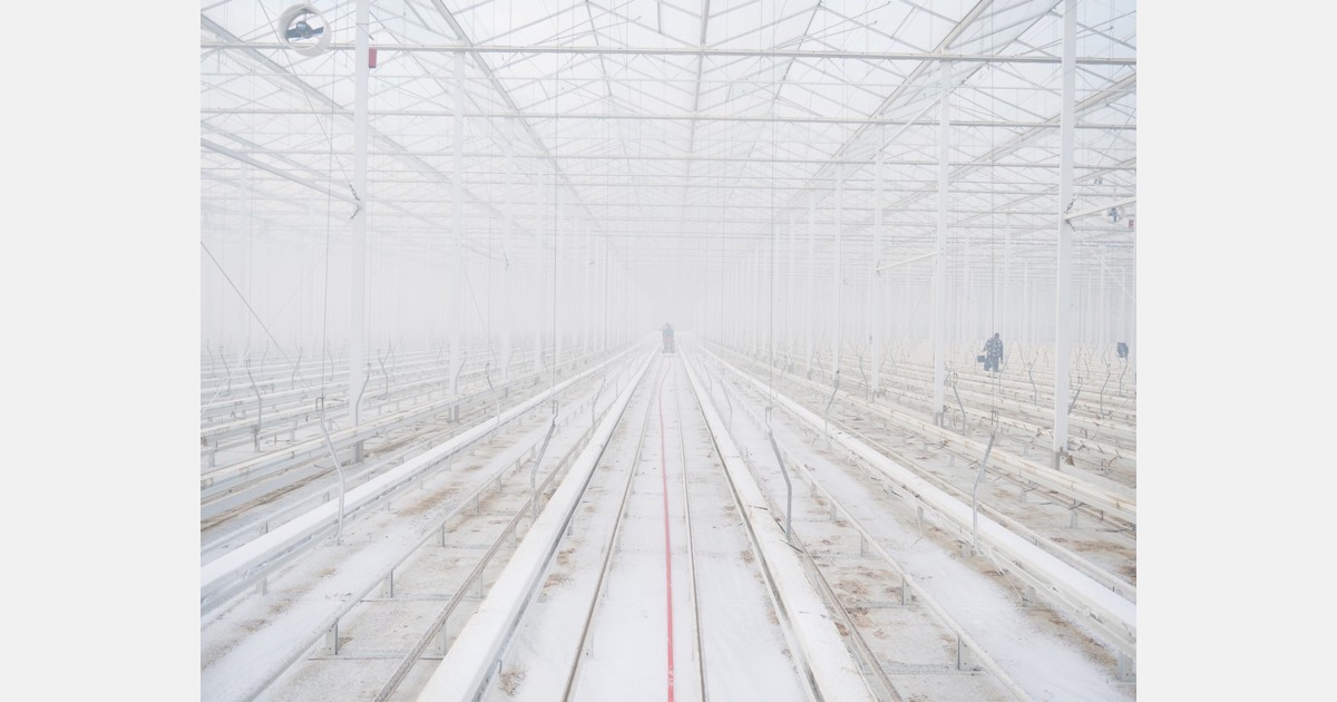 Time for crop rotation in your greenhouse: are you prepared?
