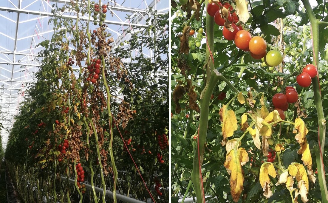 Special Year Overview: 10 stories on ToBRFV