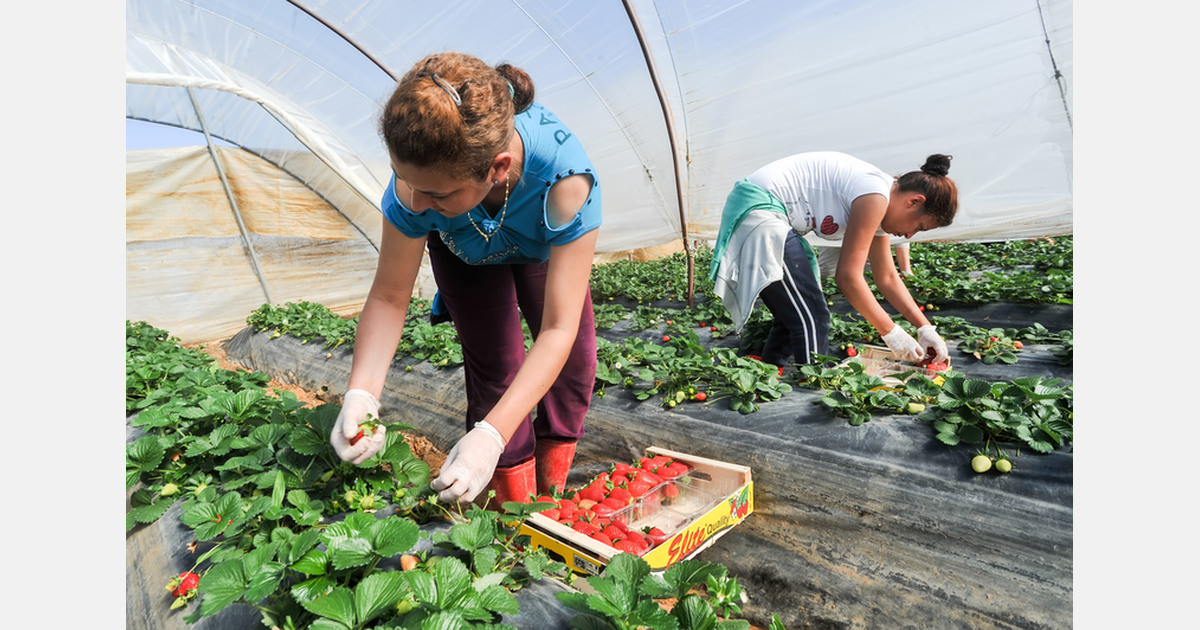 UN report shows Canadian migrant worker programs leave people vulnerable