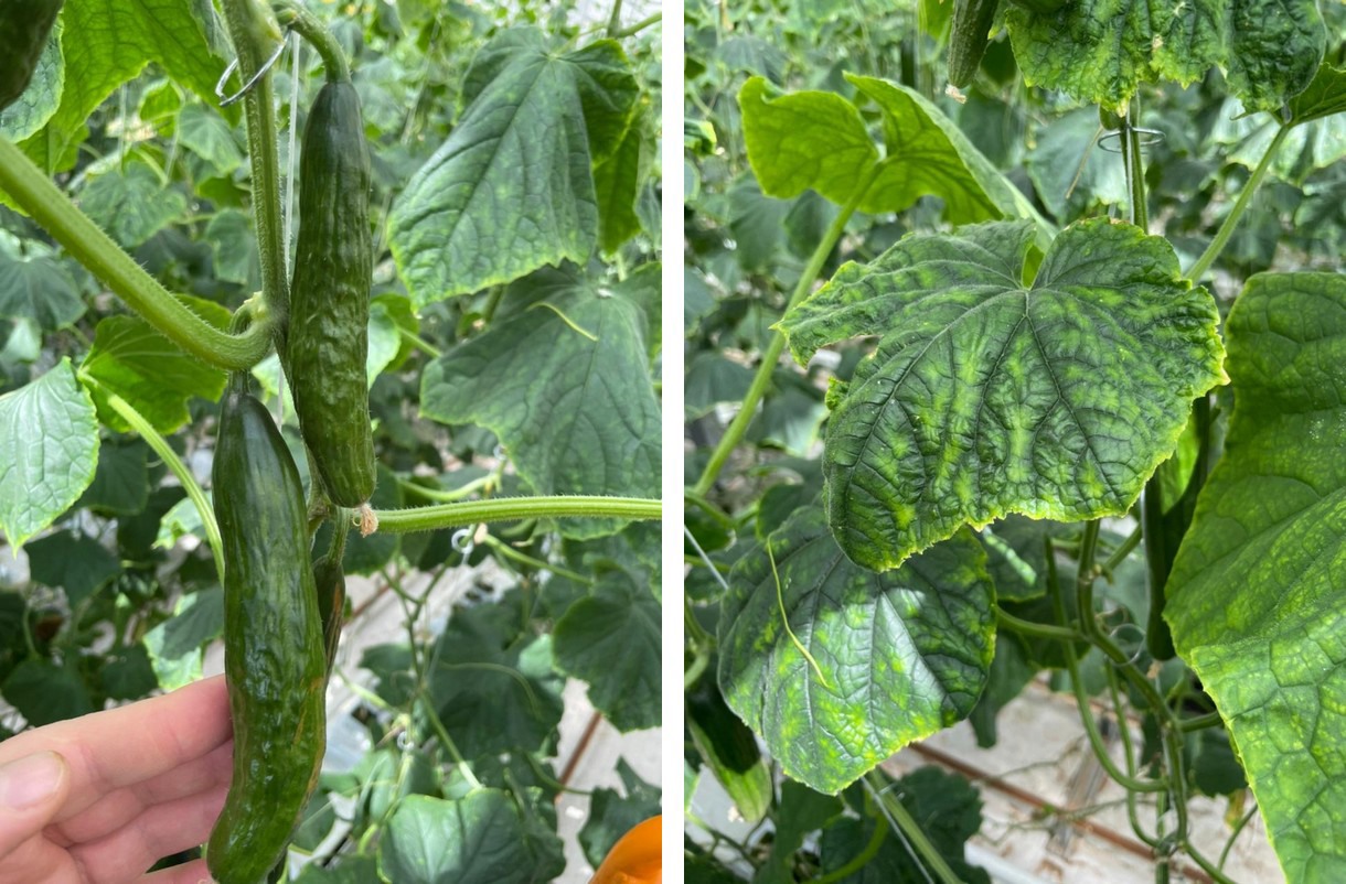 CGMMV virus concerns Polish and Baltic growers