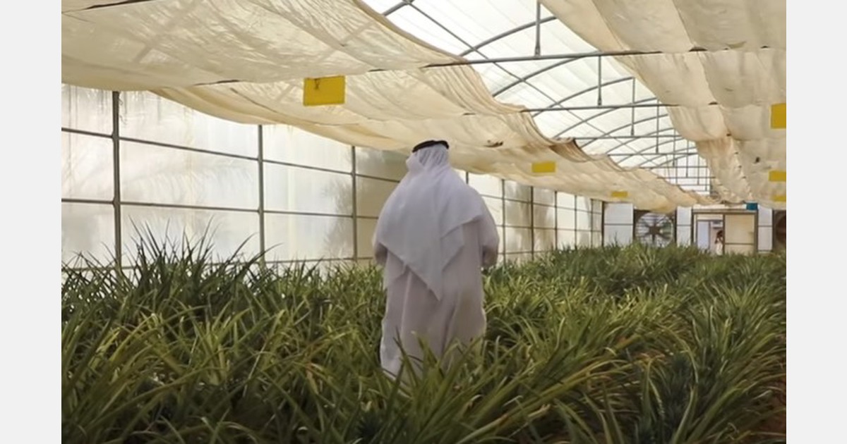 UAE: Emirati farmer who grows 4,000 pineapples annually says farming in ...
