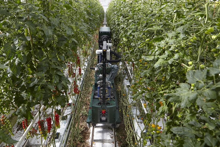 Faster-than-humans harvesting robot now also picks cucumber