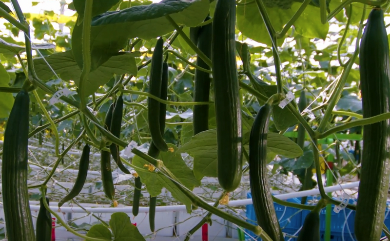 Faster-than-humans harvesting robot now also picks cucumber