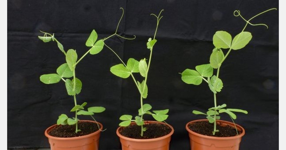 Unlocking the Power of Peas: Genetic discovery promises high-iron ...