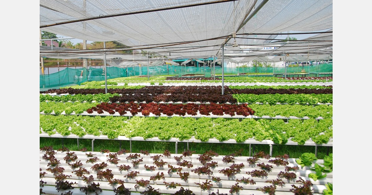 US: Nitrogen and insect pressure in focus when growing leafy greens