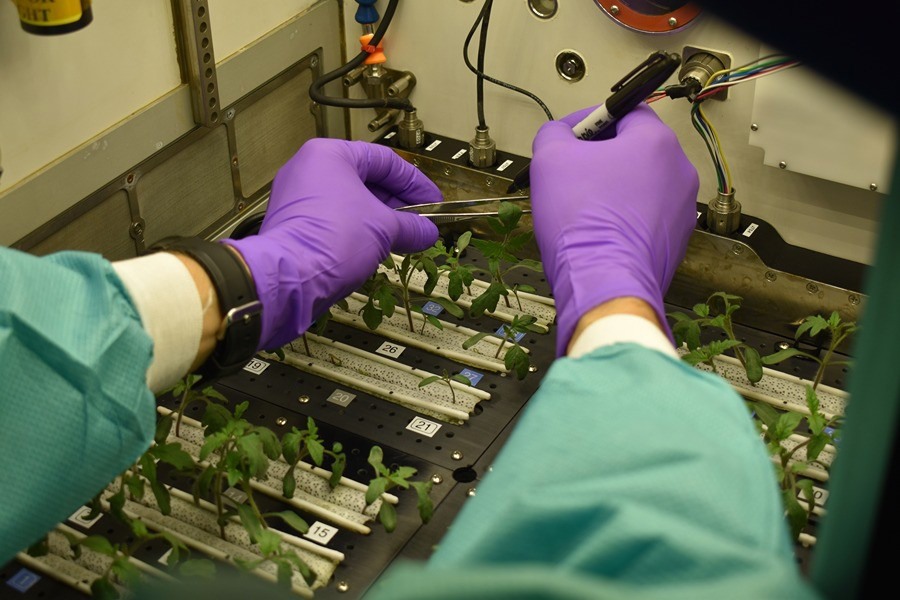 Tomatoes in spaceflight: A giant leap for human (and plant) kind