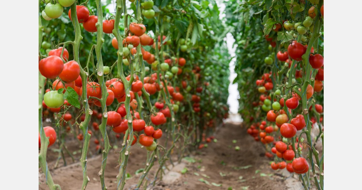 Transporter responsible for parasite resistance in tomatoes