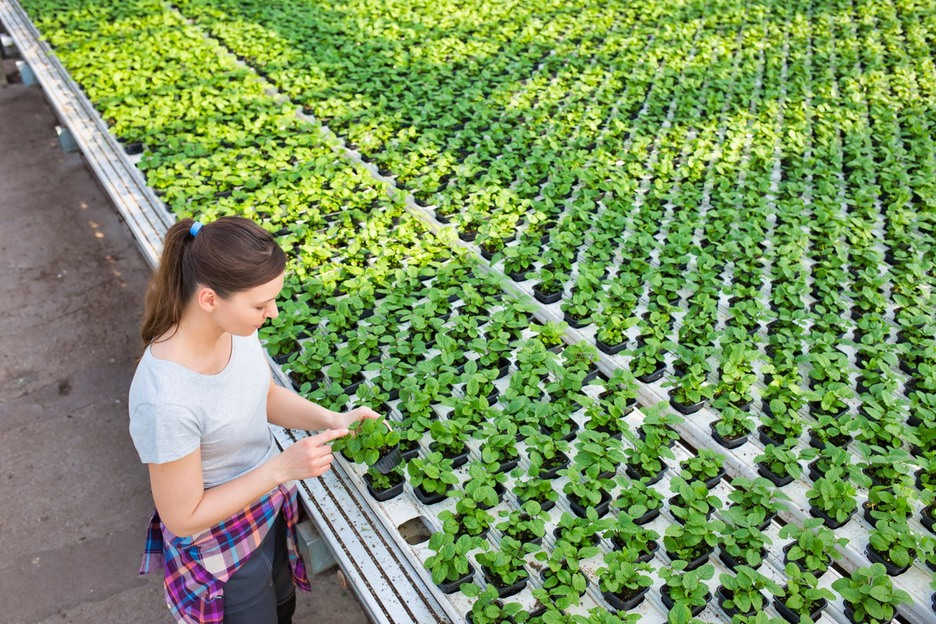 Grower in the Spotlight