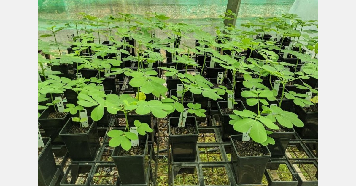 AU: Quarantine glasshouse to help fight invasive plants to be built at ...