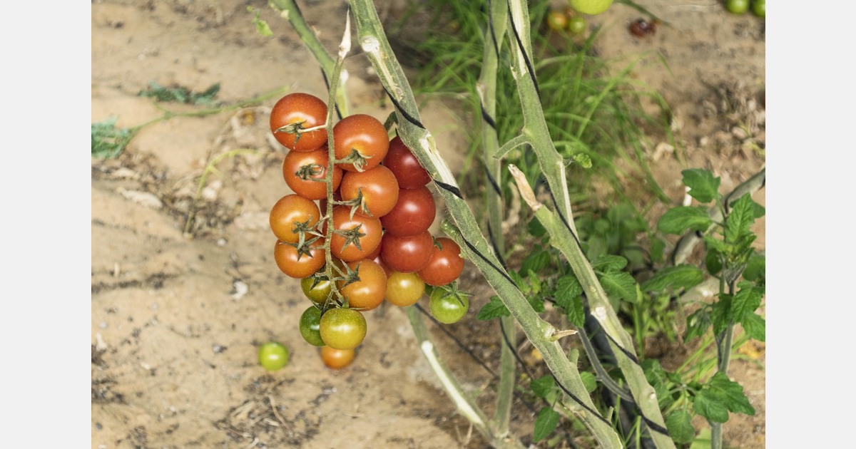 Impact of Humic Substances and LED Lighting on Tomato Yield and Quality ...