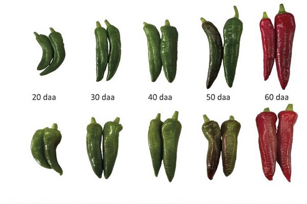 Unlocking the mystery of skin cracking in chili peppers