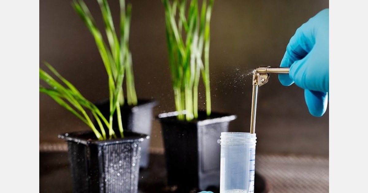 100 years of phytopathology at Wageningen: a century of research into ...