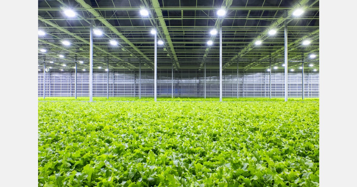 Tackling the barriers to consistent leafy green production