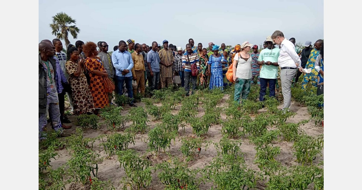 Benin: Climate-resilient vegetable varieties thrive in local conditions