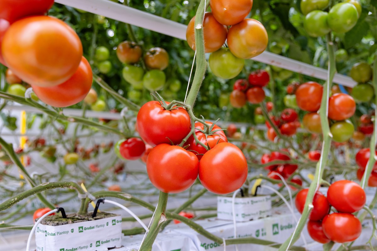 "Our Intermediate Resistance varieties live up to their promise"