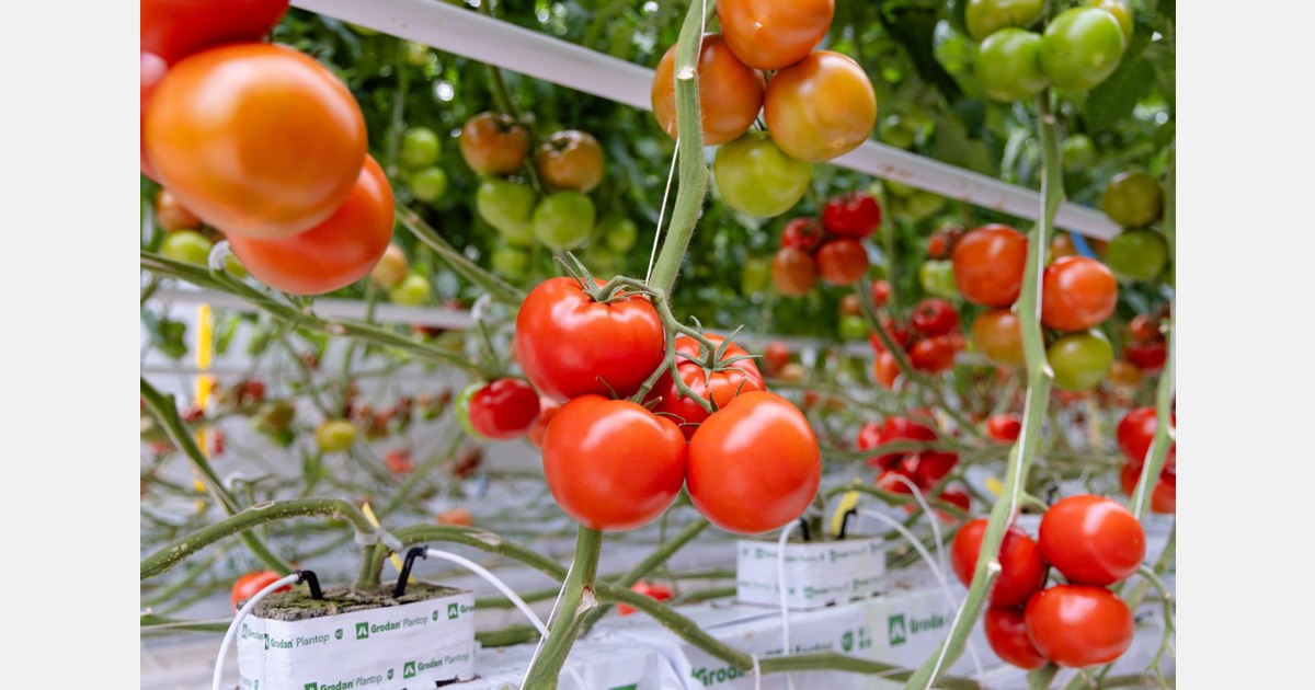 "Our Intermediate Resistance varieties live up to their promise"