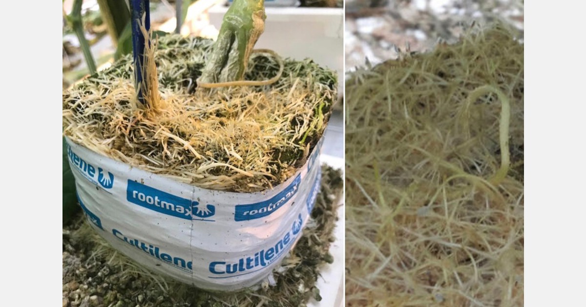 Crazy Roots outbreak tackled at Belgian tomato grower