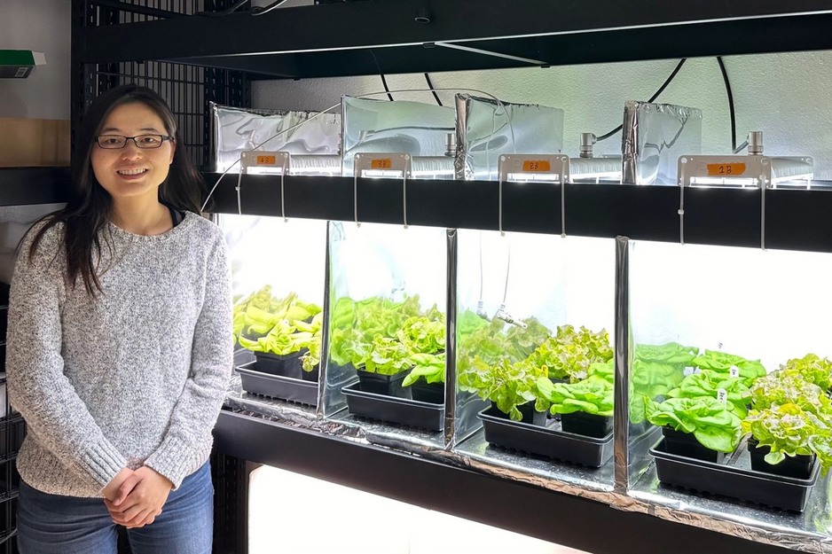 How fluctuating light conditions affect plant growth